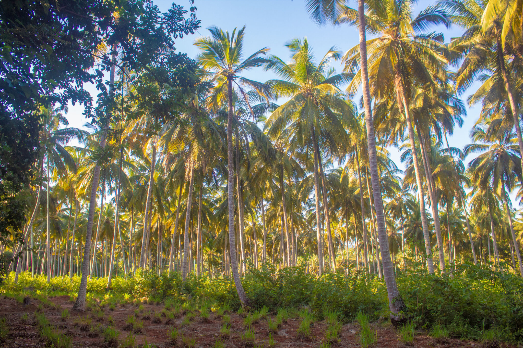 SISO SPICE FARM – Welcome to Siso Spice Farm Zanzibar